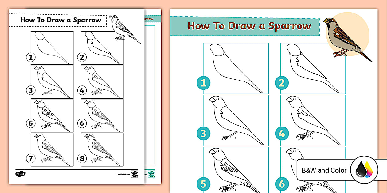 How To Draw a Sparrow Worksheet (Teacher-Made) - Twinkl