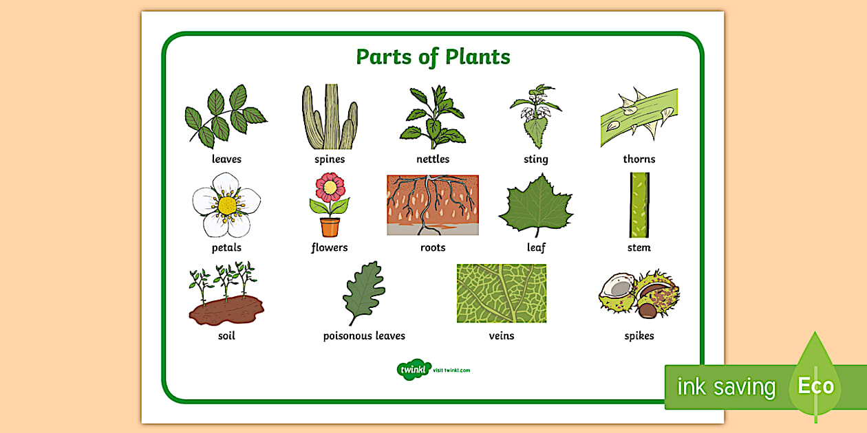 Plants Word Mat | Writing Resources | Twinkl (teacher made)