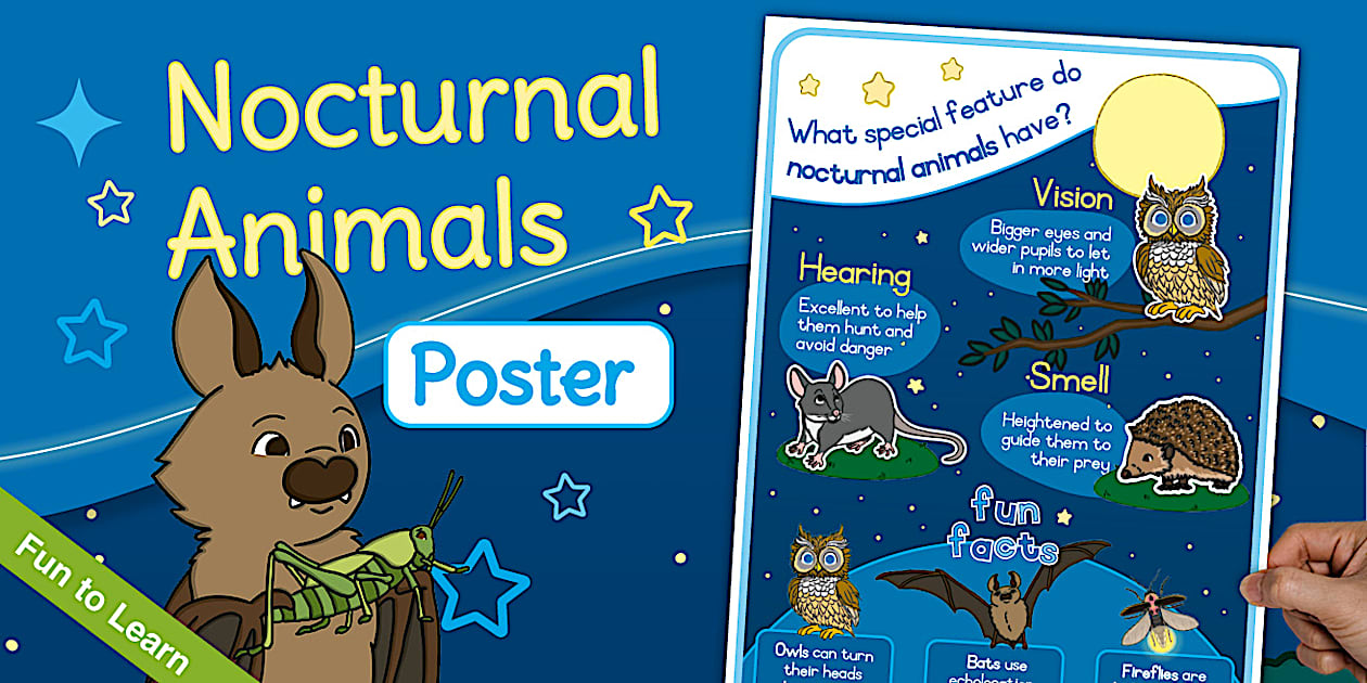 Gr 2: Features of Nocturnal Animals: Poster - Twinkl