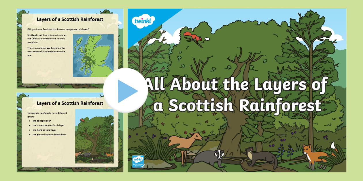 All About the Layers of a Scottish Rainforest PowerPoint