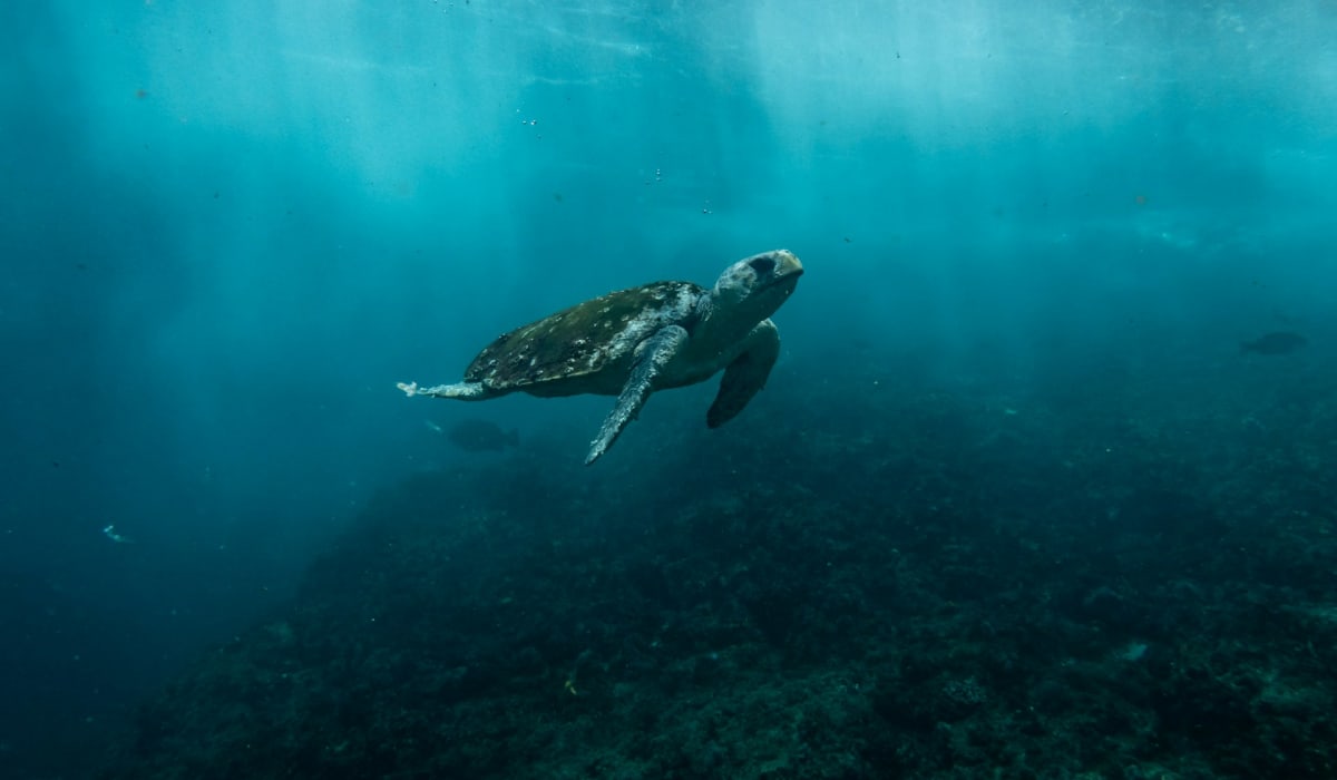 Endangered Species Day: Conservation Efforts ‘Really Work’ - Twinkl ...