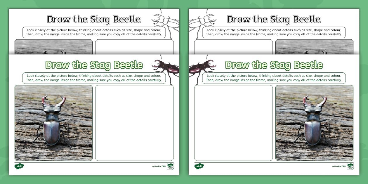 Draw the Stag Beetle Worksheet - Twinkl Art and Craft