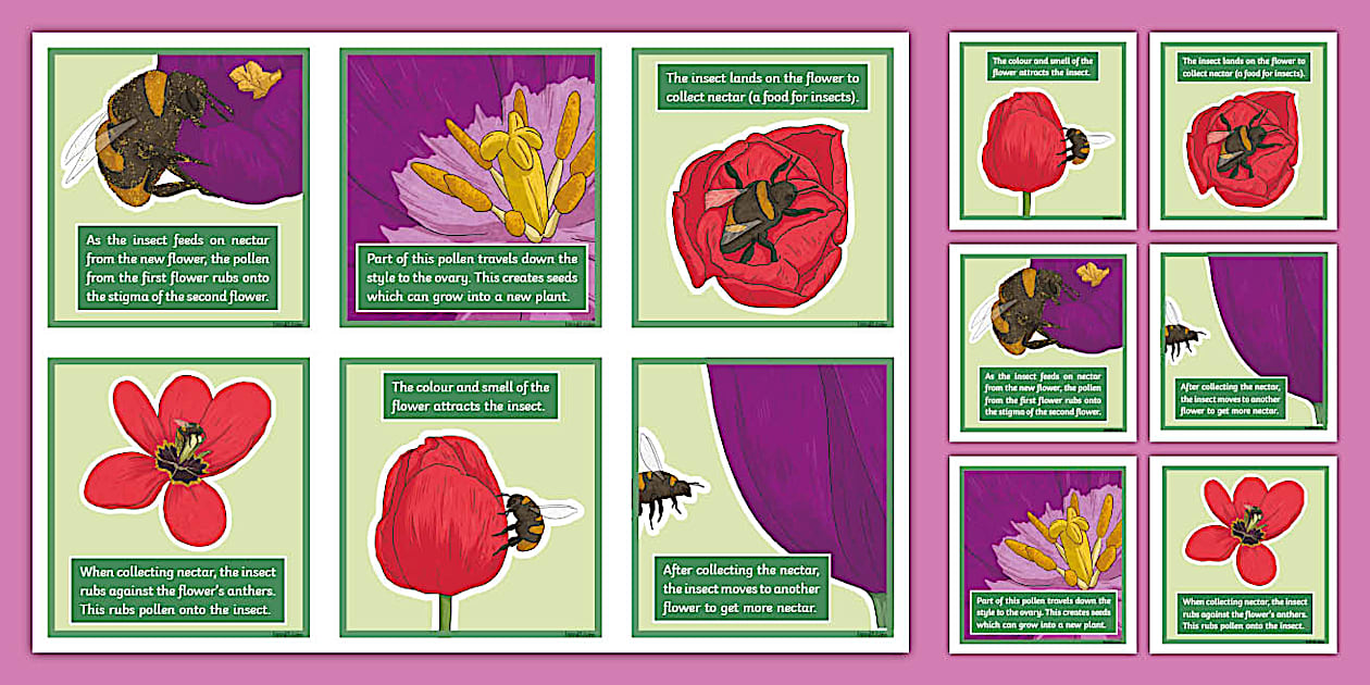 The Pollination Process Sequencing Cards - Twinkl