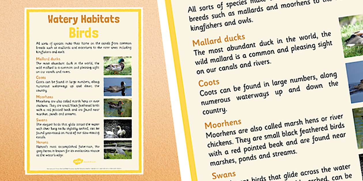 Canal Habitats Birds Display Poster (Teacher-Made) - Twinkl