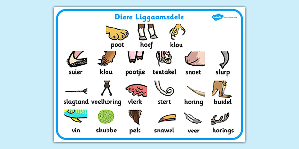 Cursive Afrikaans Diere Se Liggaamsdele Woordmat - Twinkl