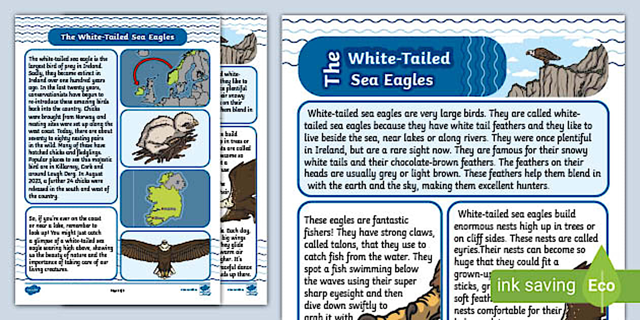 White-Tailed Sea Eagle Reading Comprehension