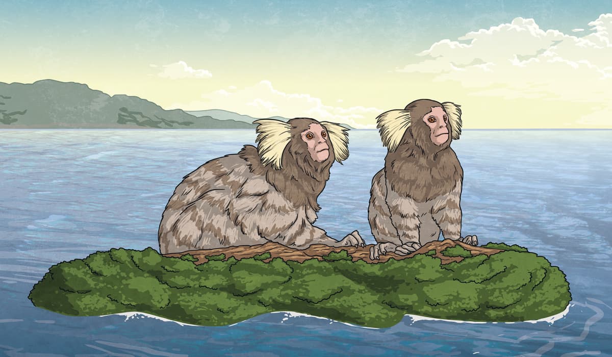 Monkeys, Ahoy! - Twinkl NewsRoom - Twinkl