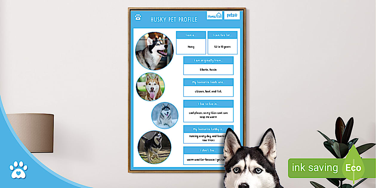 Husky Pet Profile - Information Sheet - Huskies - Dog - Pets
