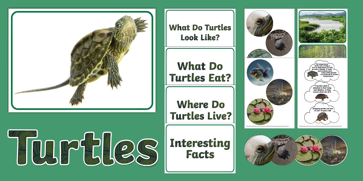 ECE Animal Inquiry Display - Turtles (teacher made) - Twinkl