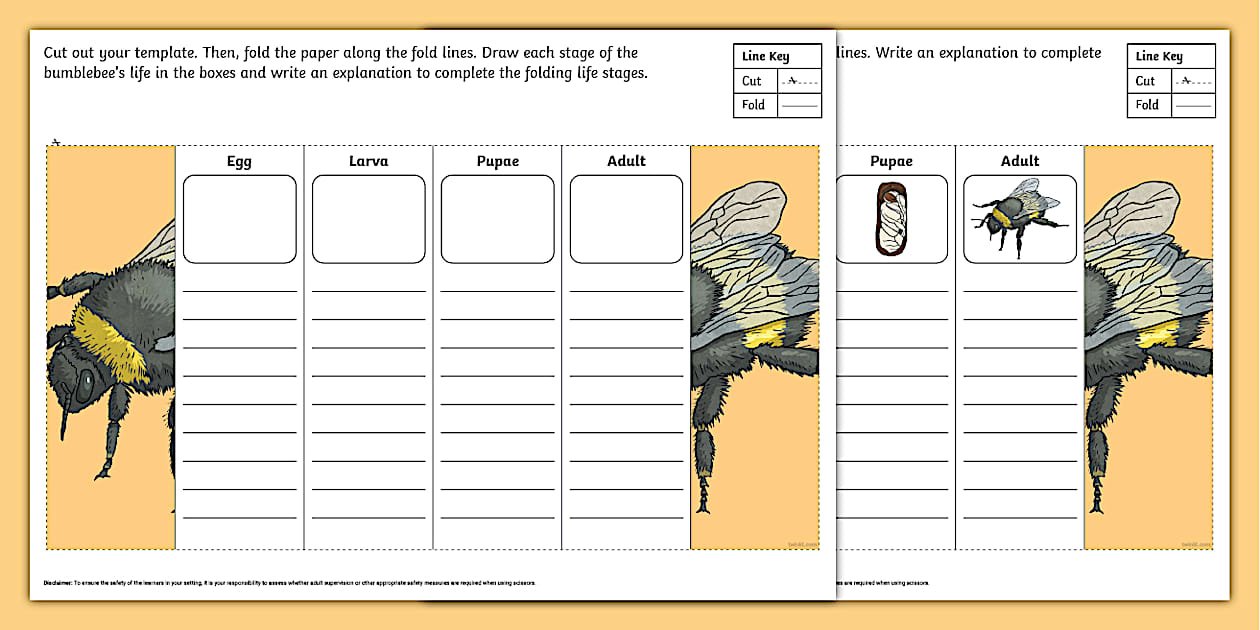 Bumblebee Folding Life Stages Template