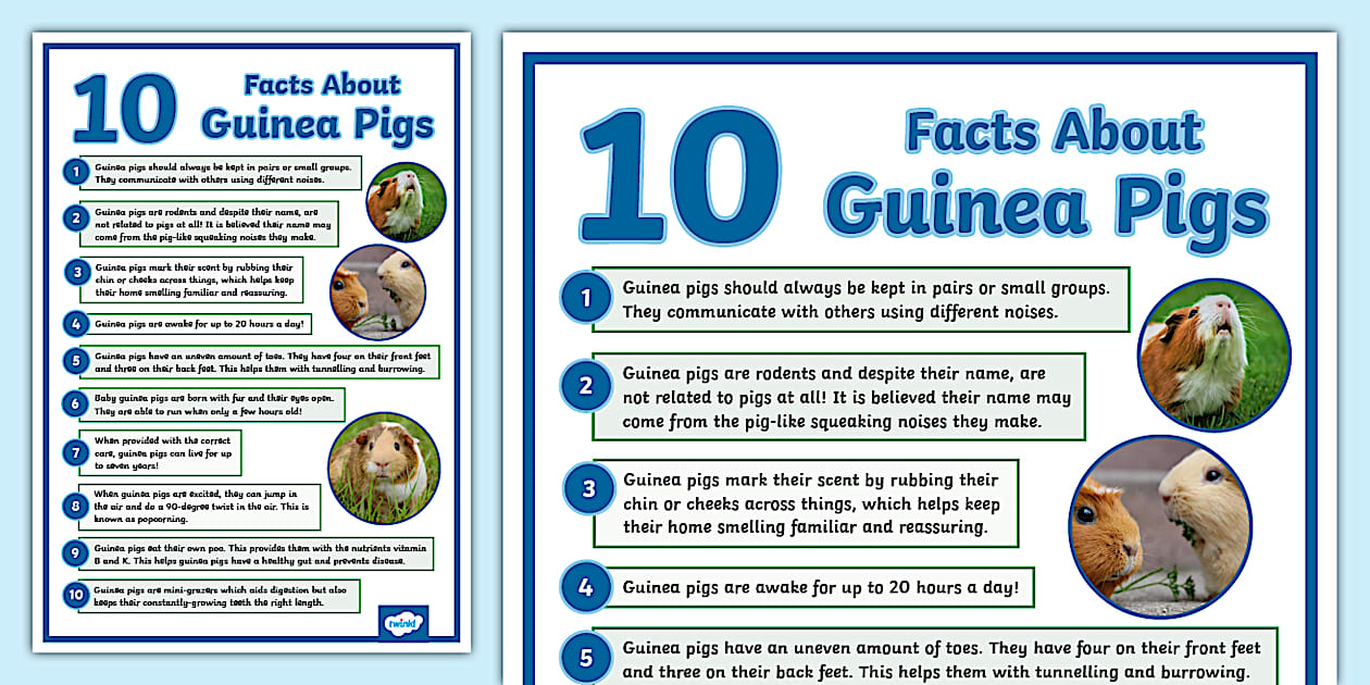 10 Facts About Guinea Pigs Display Poster - Twinkl