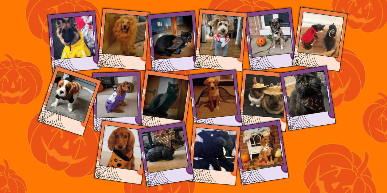 Halloween Pets Instant Photo Style Display Images - Twinkl