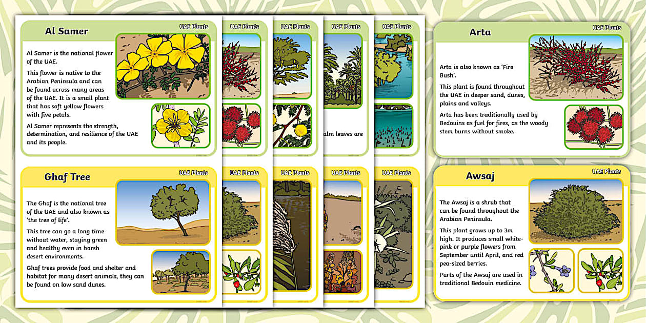 UAE Plants Identification - Fact Cards - Lower Primary