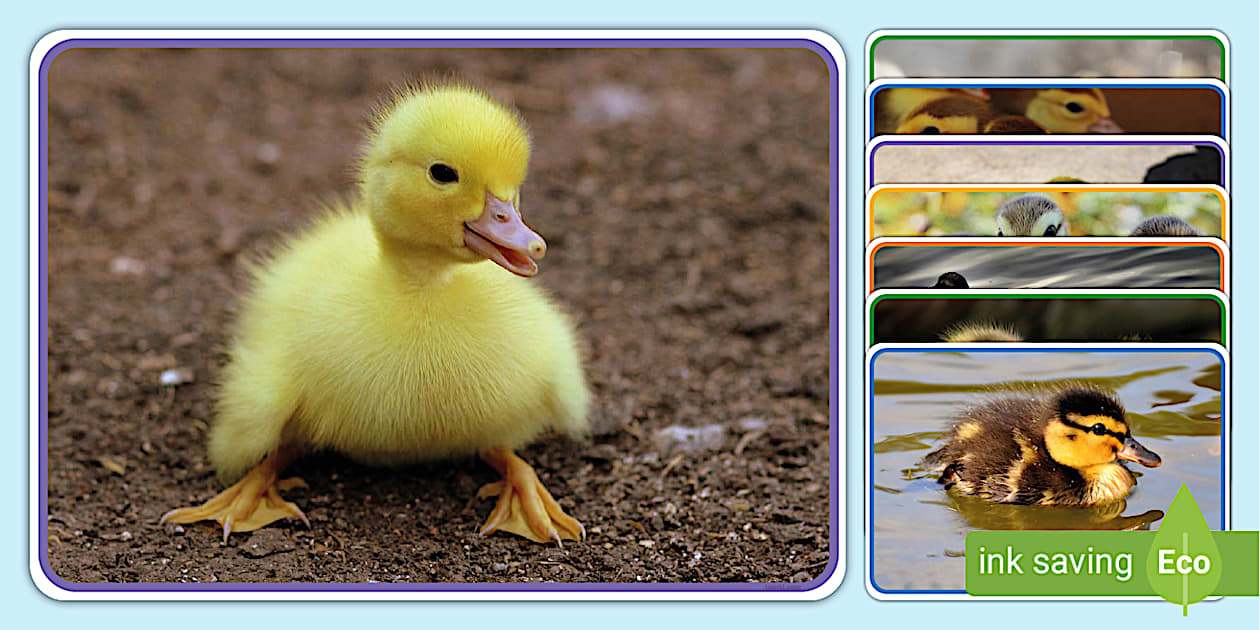 Duckling Photos Display Pack - Twinkl - KS1 (teacher made)