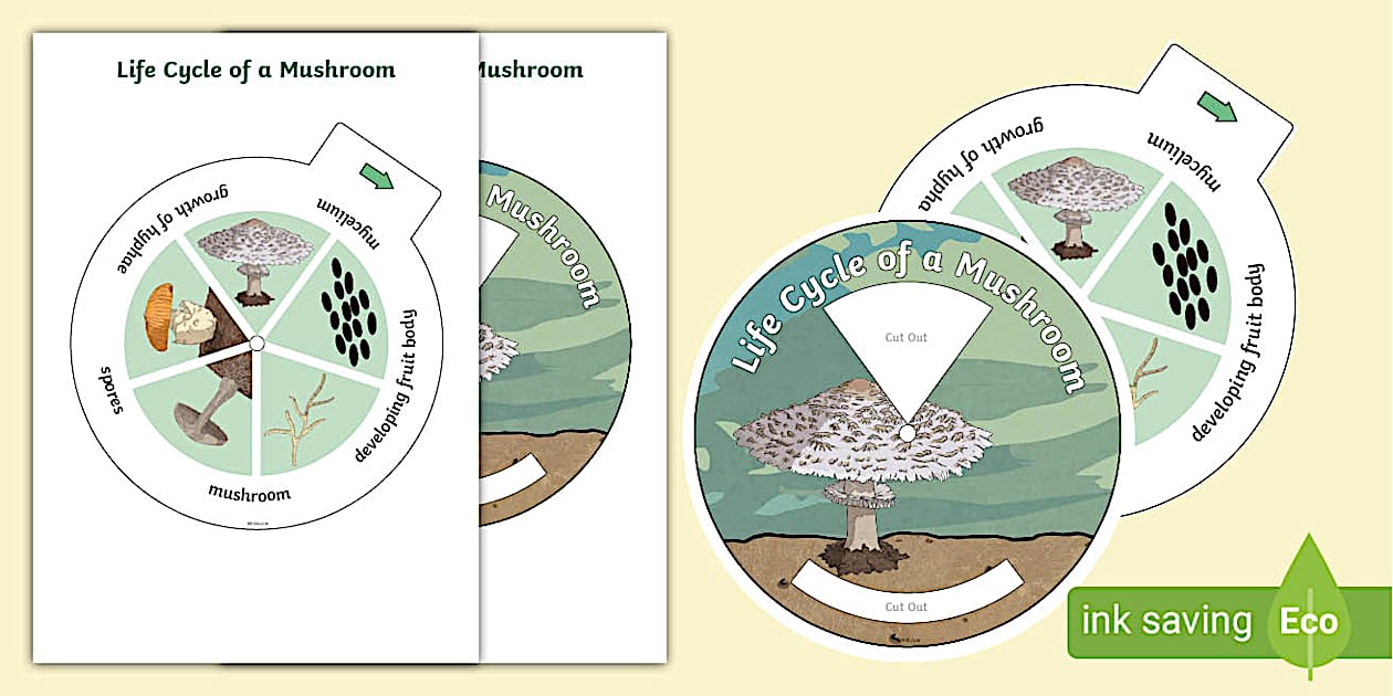 Life Cycle of a Mushroom (teacher made) - Twinkl