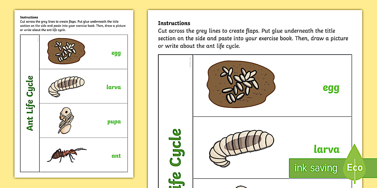 SA Ant Life Cycle Flapbook (teacher made) - Twinkl