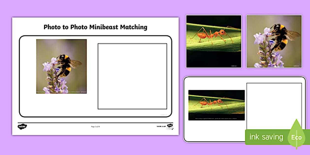 Workstation Pack: Photo to Photo Minibeast Matching Activity