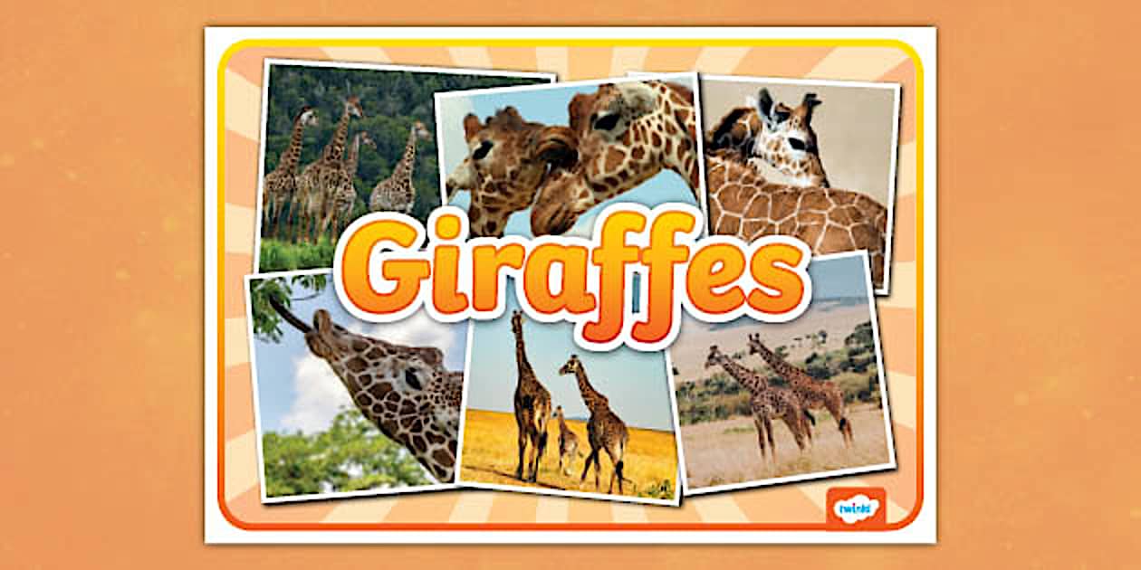 Giraffes Photo Display Poster (Teacher-Made) - Twinkl