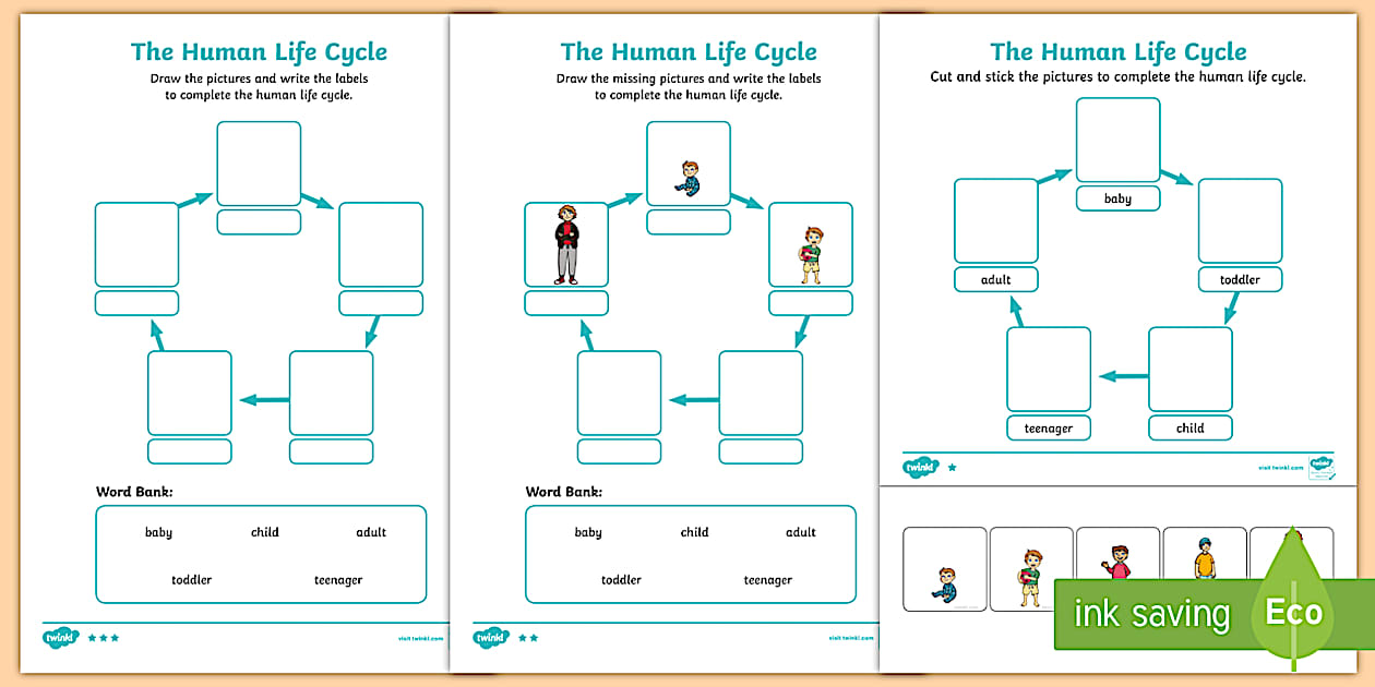 Human Life Cycle Worksheet / Worksheet, worksheet - Twinkl