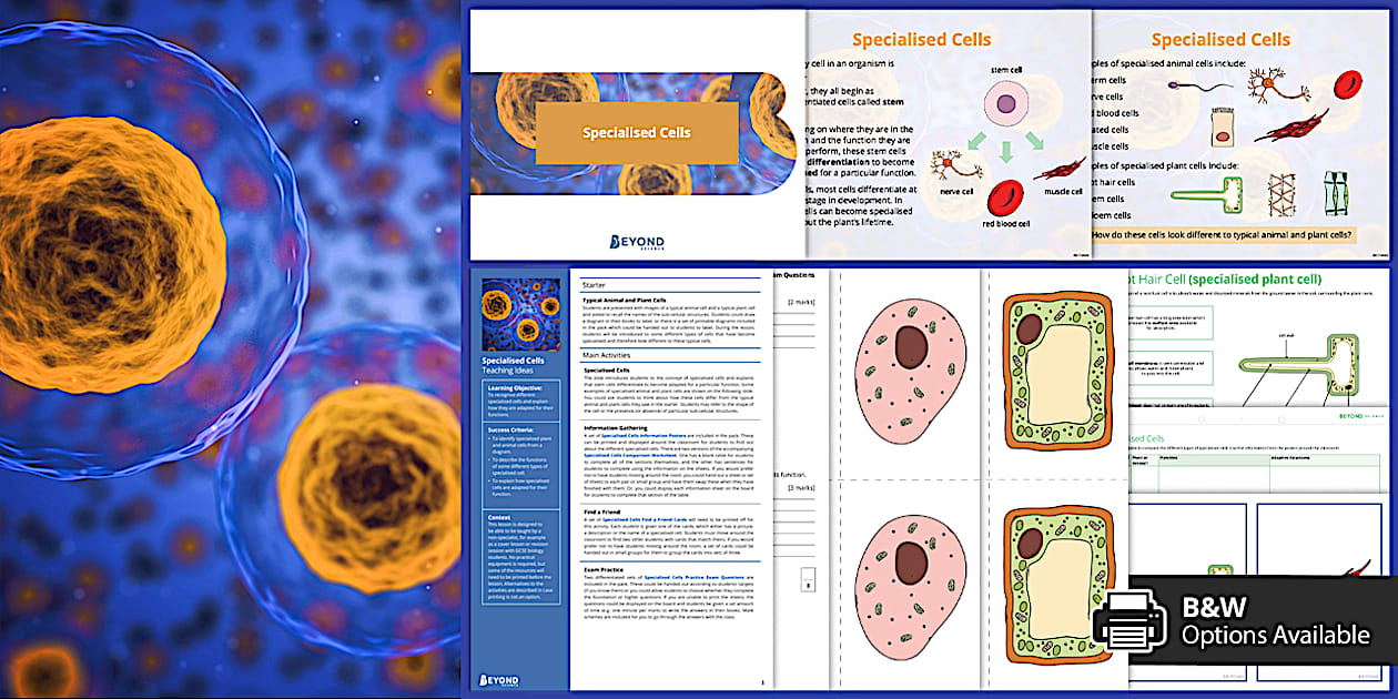 Specialised Cells Cover Lesson Pack | Science | Beyond