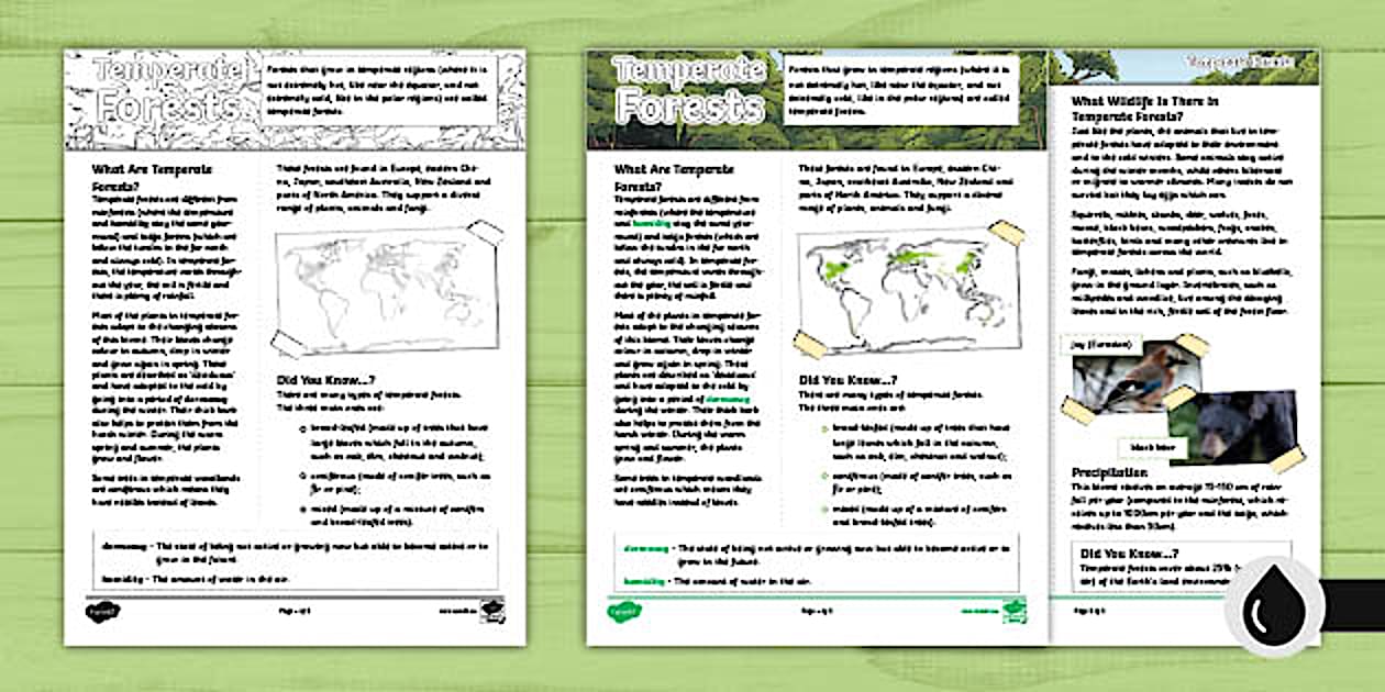 Temperate Forests Fact File (Teacher-Made) - Twinkl
