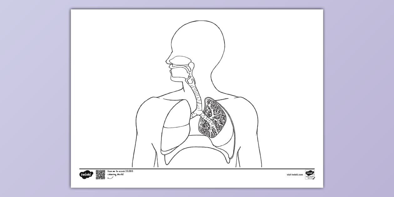 Science - The Human Body - Respiratory System Organs
