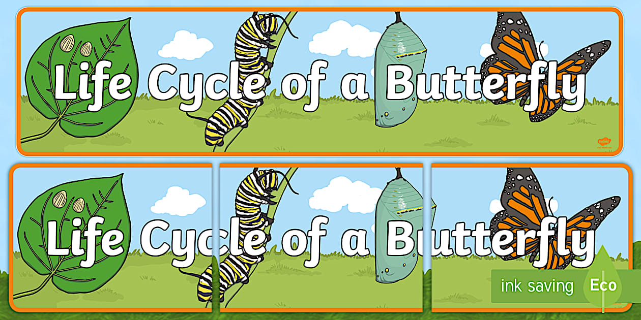 Colorful Butterfly Life Cycle Photo Banner | Twinkl USA