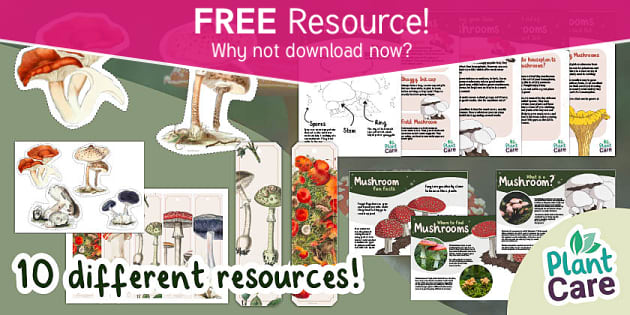 Free Learning about Mushrooms Resource Pack | 10 resources