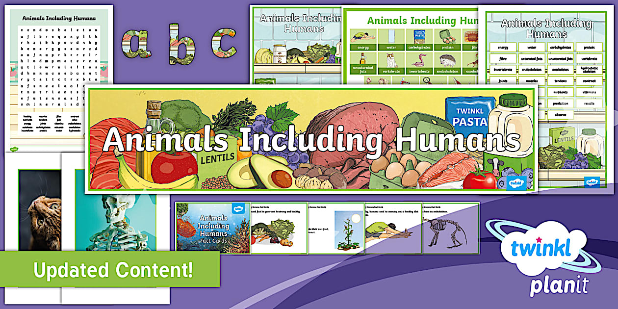 Animals, Including Humans, Year 3 Display Pack | Twinkl