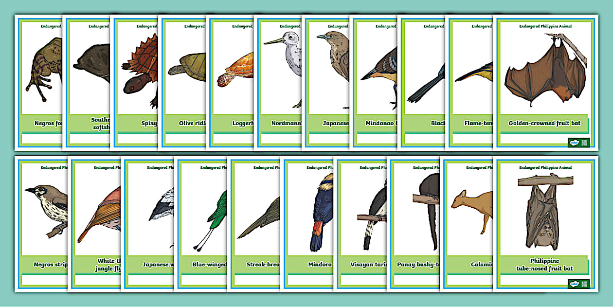 Endangered Philippine Animals Poster | Grades 2 - 6 | Twinkl PH