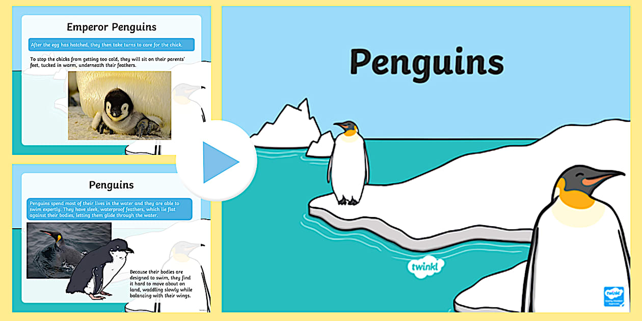 Informational Penguin PowerPoint for Kids | Twinkl USA