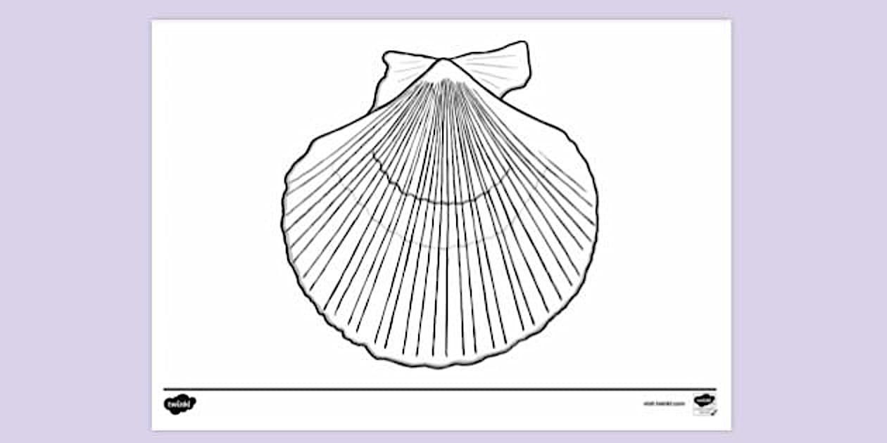 Shell Colouring Sheet | Colouring Sheets (teacher made)