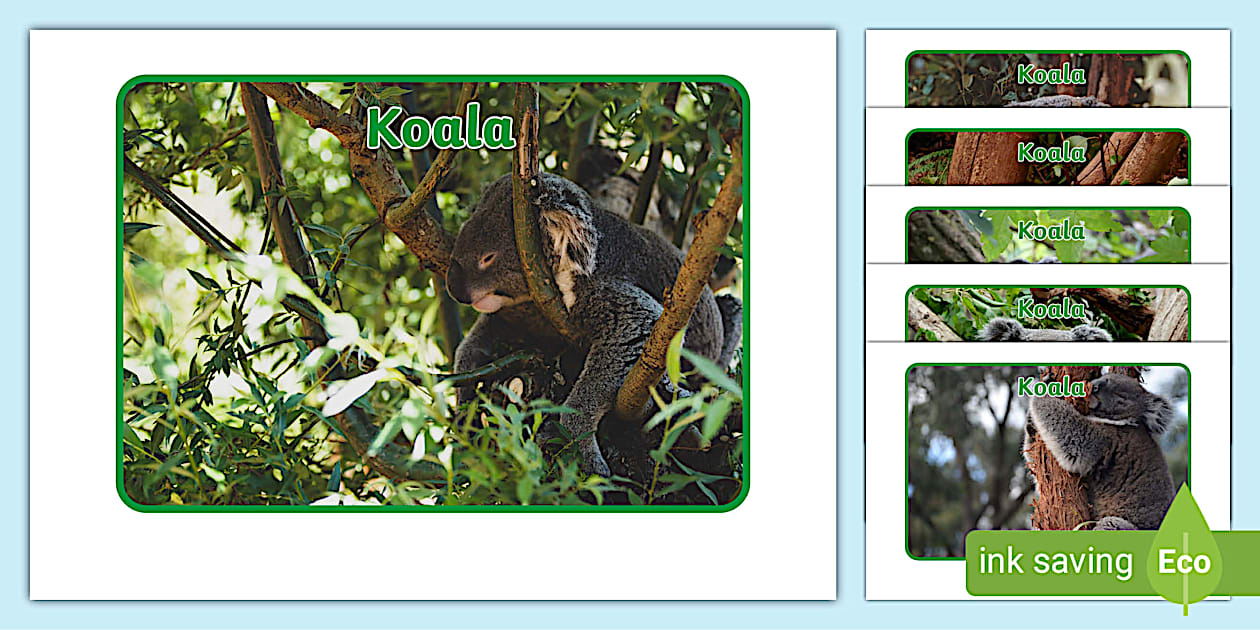 Koala Photo Pack (Teacher-Made) - Twinkl
