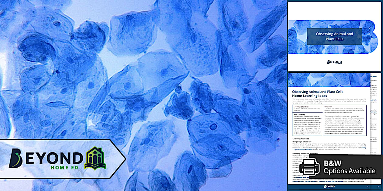 Observing Animal and Plant Cells | KS3 Science Home Learning
