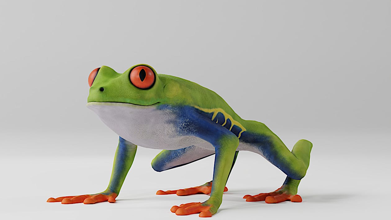 3D Model: Amphibians - Red-Eyed Tree Frog (teacher made)
