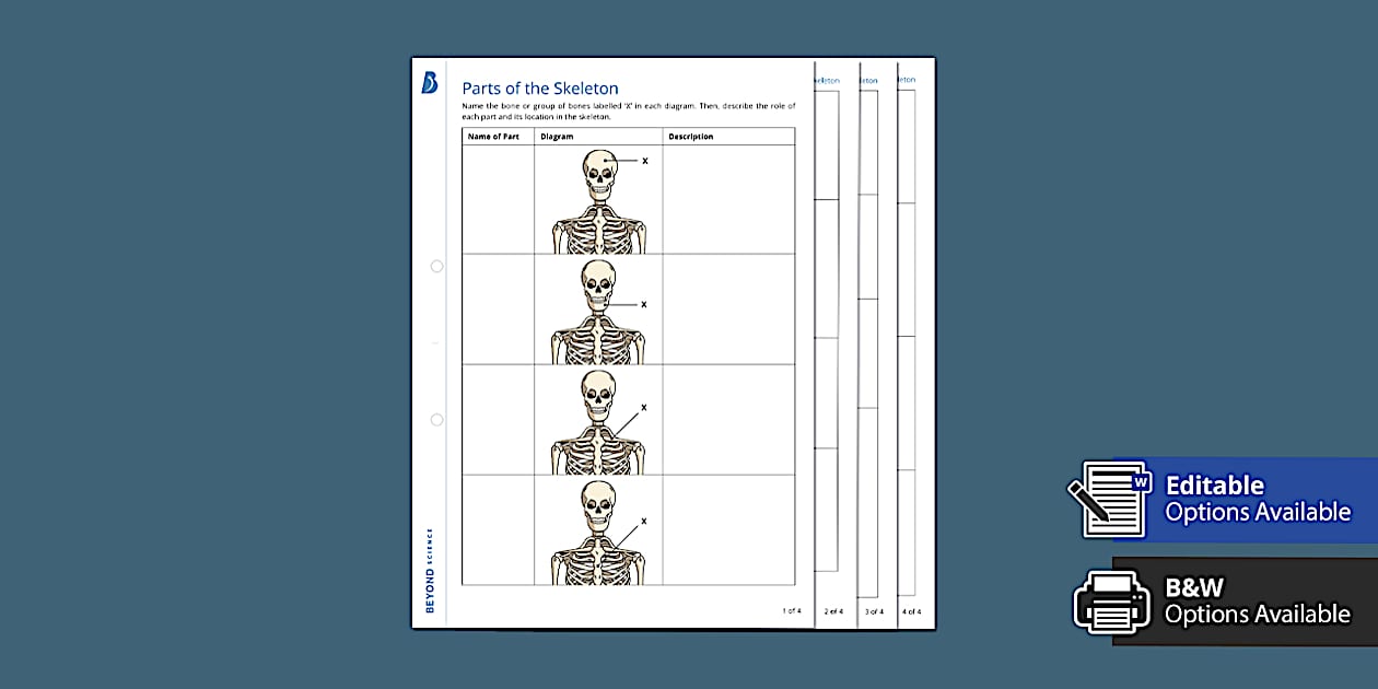 Parts of the Skeleton (teacher made) - Twinkl
