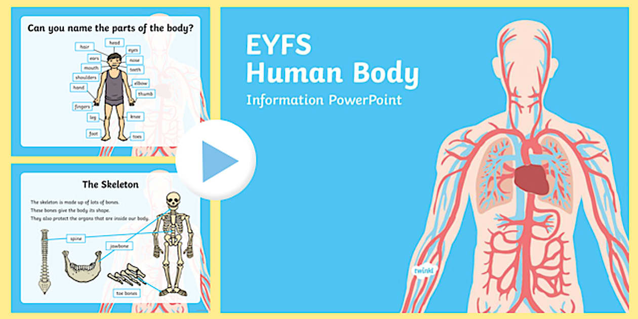 EYFS Human Body Information PowerPoint - Twinkl