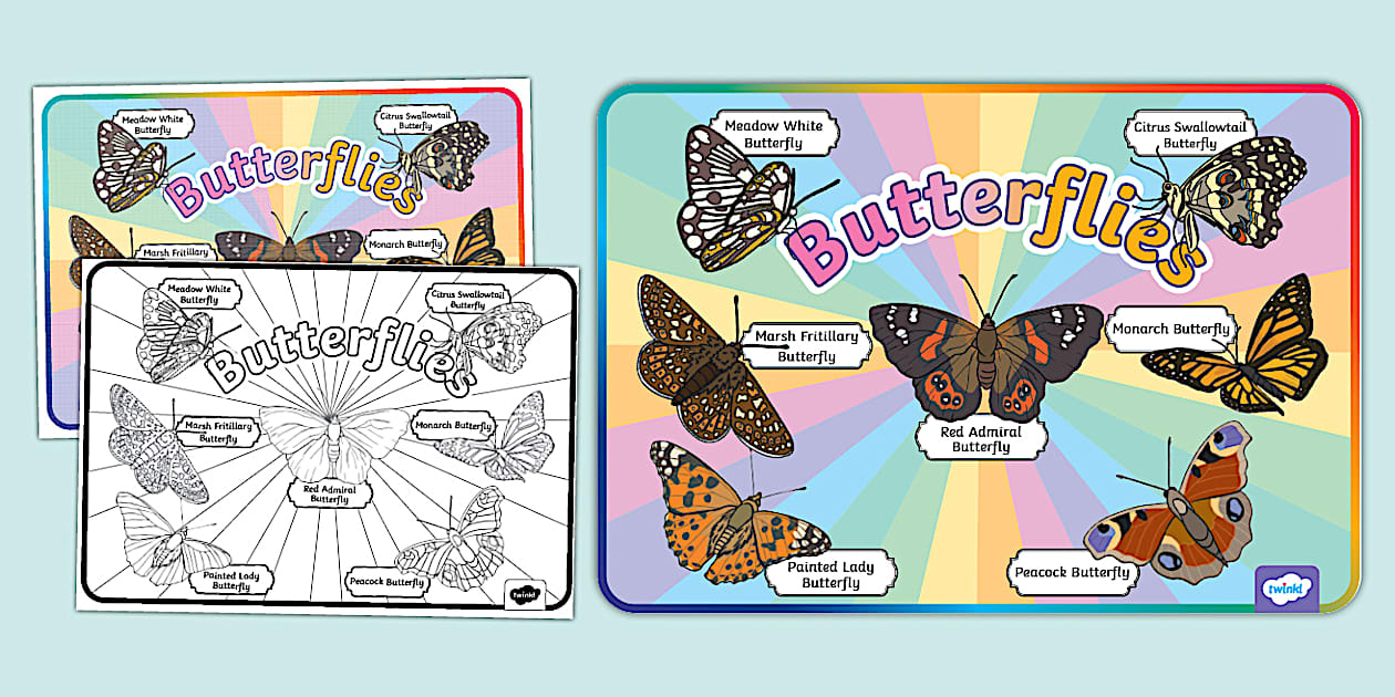 Butterflies Display Poster (Teacher-Made) - Twinkl