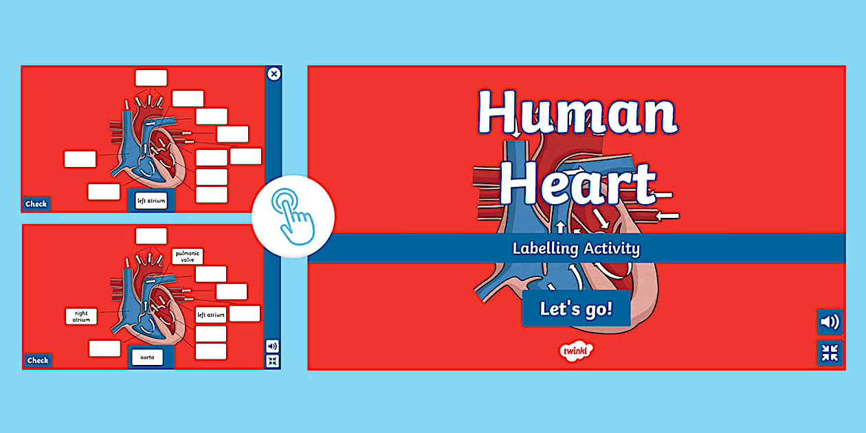 Human Heart Interactive Labelling Activity - Twinkl