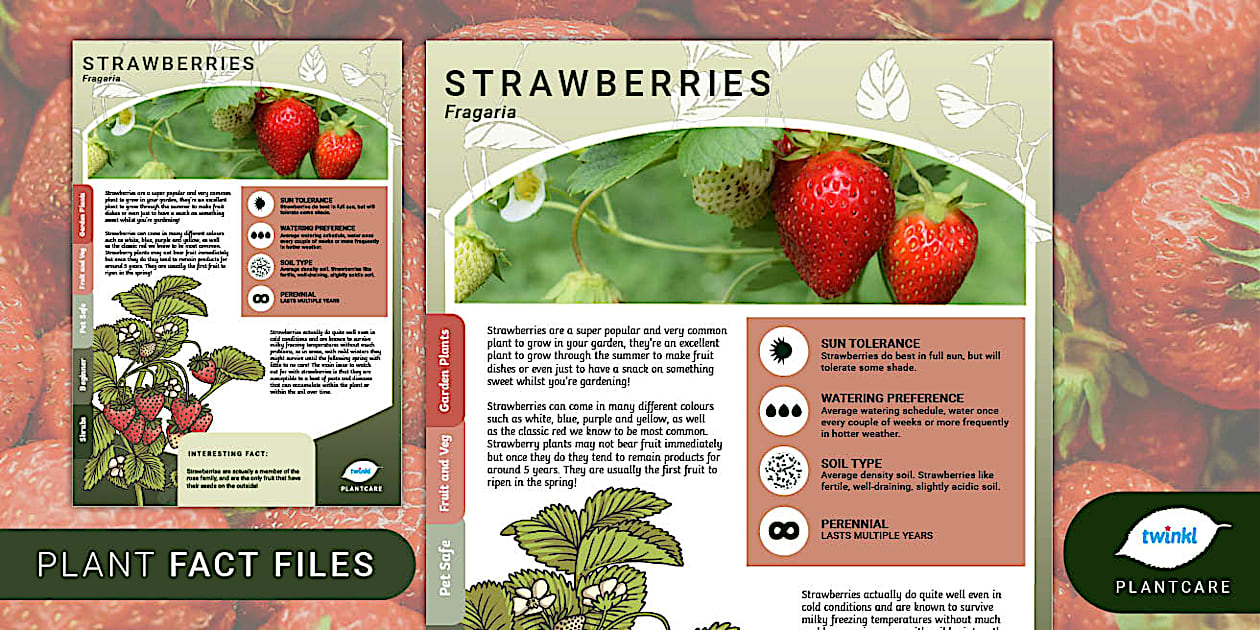 Garden Plant Fact File: Strawberries, outdoor plants, fruit