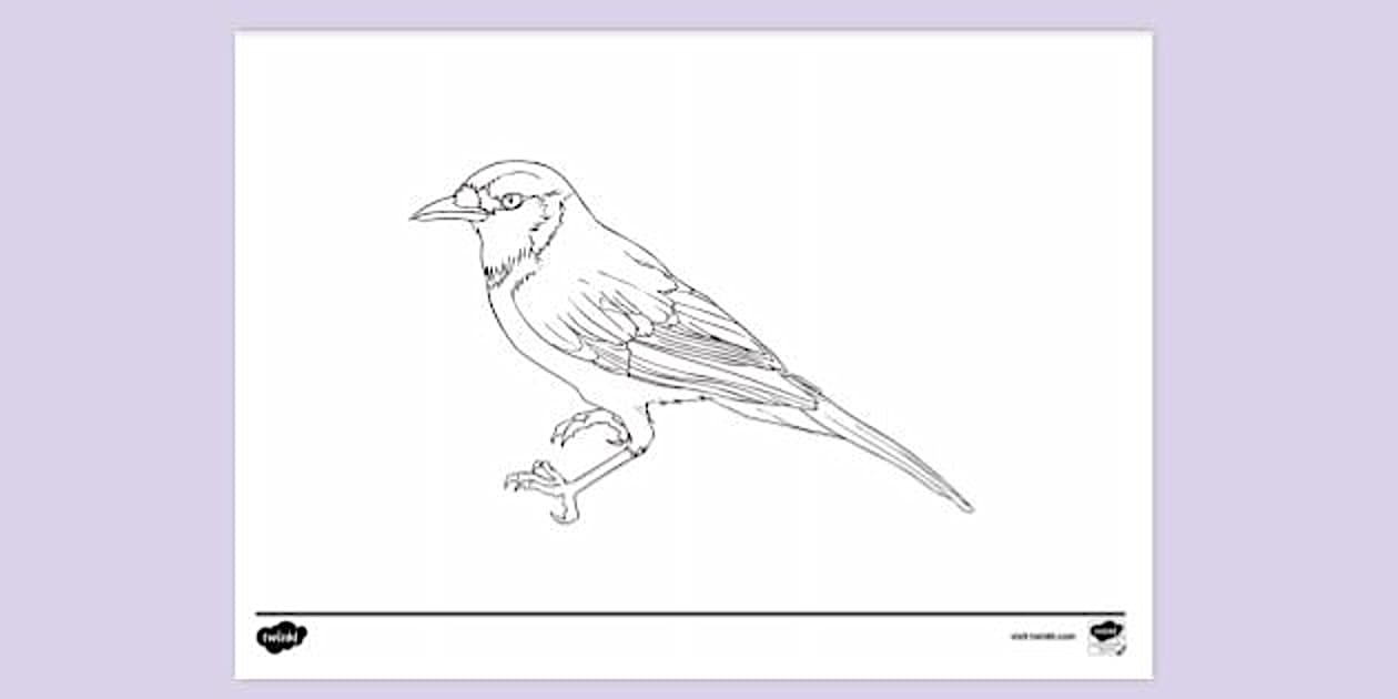 Blue Bird | KS1 Colouring Sheets | Twinkl Resources - Twinkl