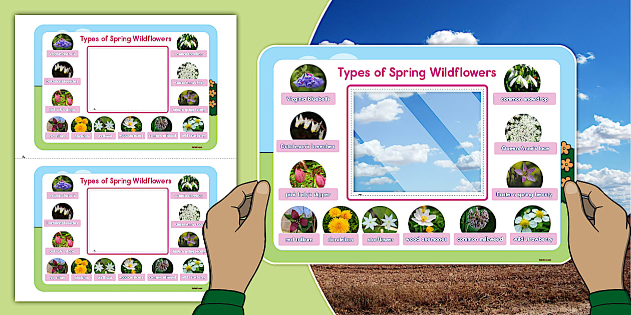 Spring Wildflower Identification Frame Viewer | Twinkl USA