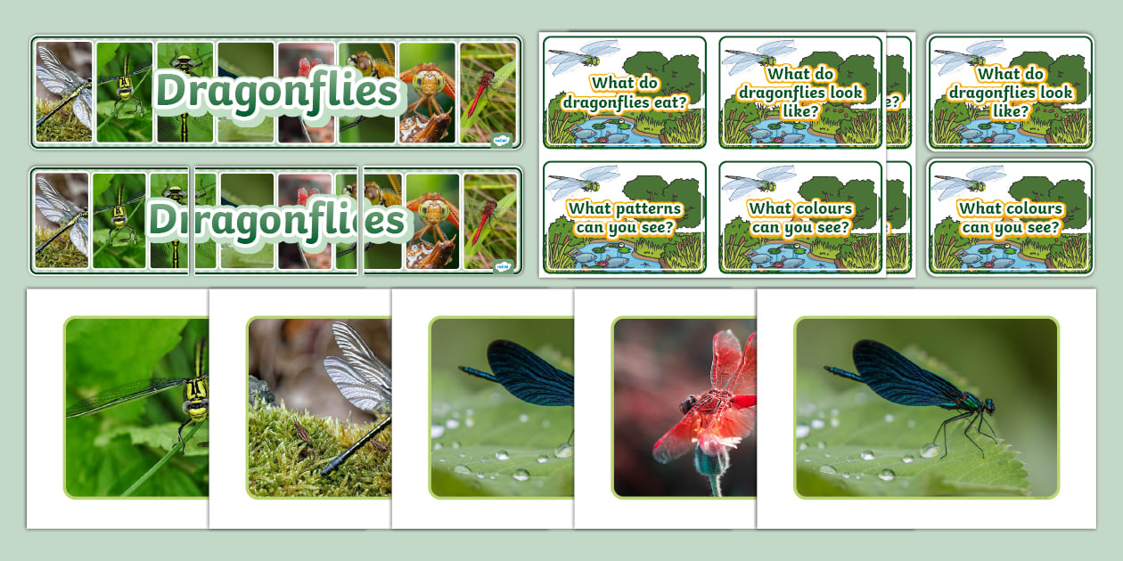Dragonflies Display Pack - KS1 - Animals - Twinkl