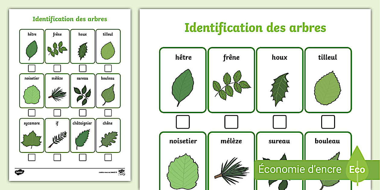 Activité d'identification des arbres (teacher made)
