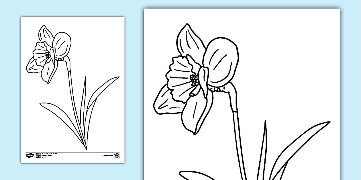 Daffodil Colouring | Colouring Sheets (teacher made)