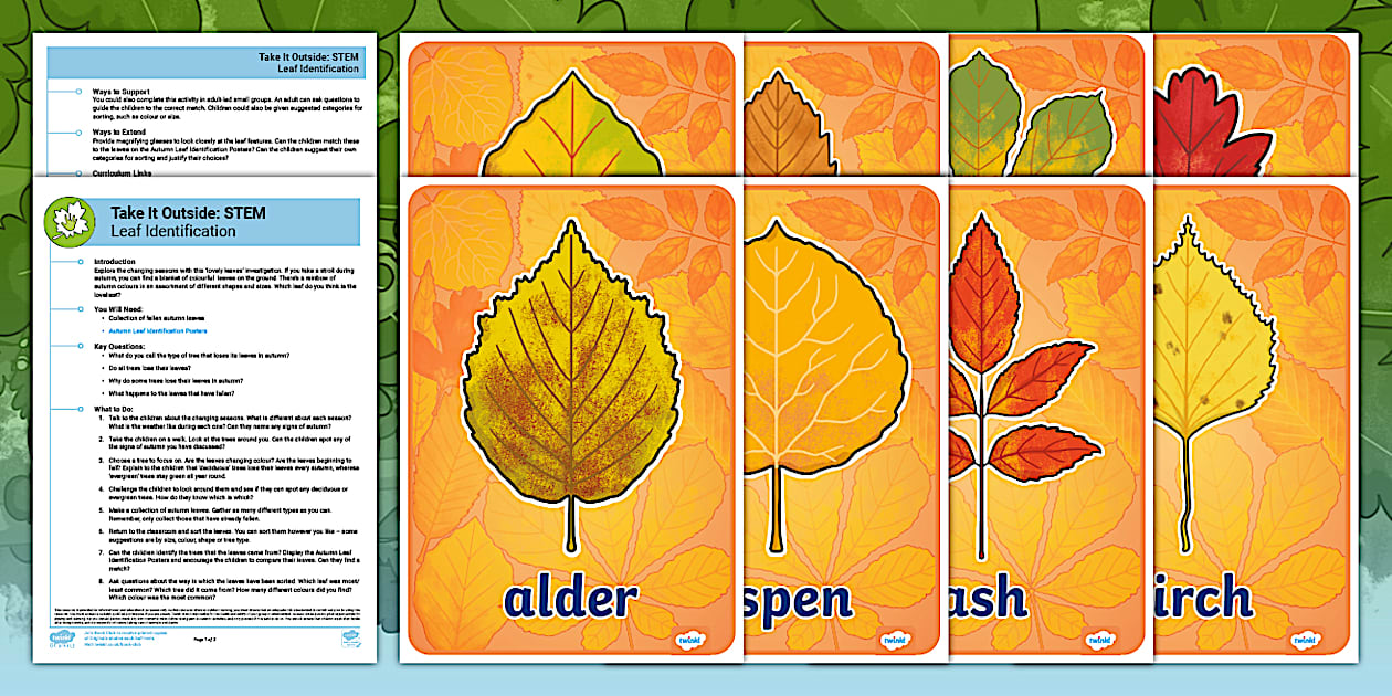KS1 Take It Outside: Autumn STEM -Leaf Identification Activity