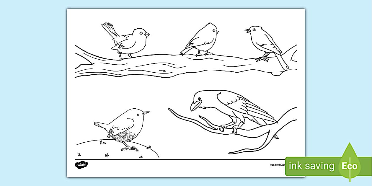 Garden Birds Colouring Page | Colouring Sheets - Twinkl