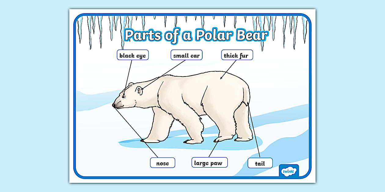 Parts of a Polar Bear Display Poster
