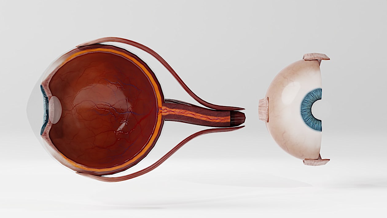 3D Model: Human Body - Human Eyeball Cross-Section - Twinkl