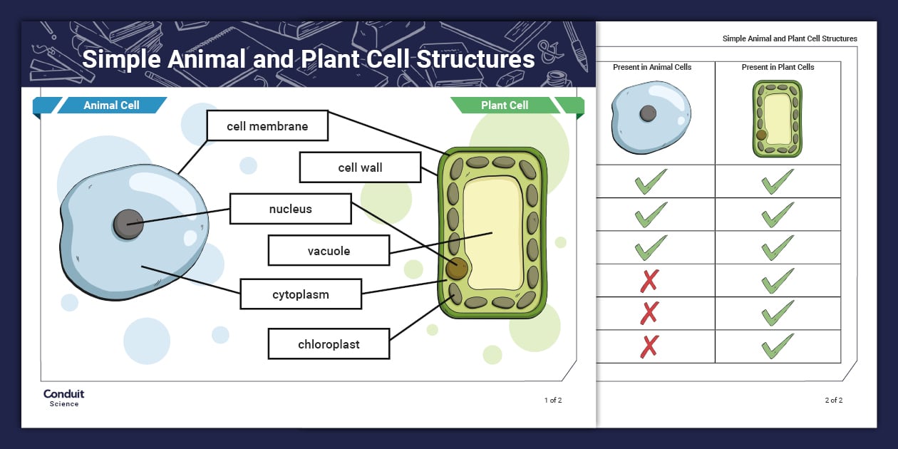 Simple Animal and Plant Cell Structure Poster (teacher made)